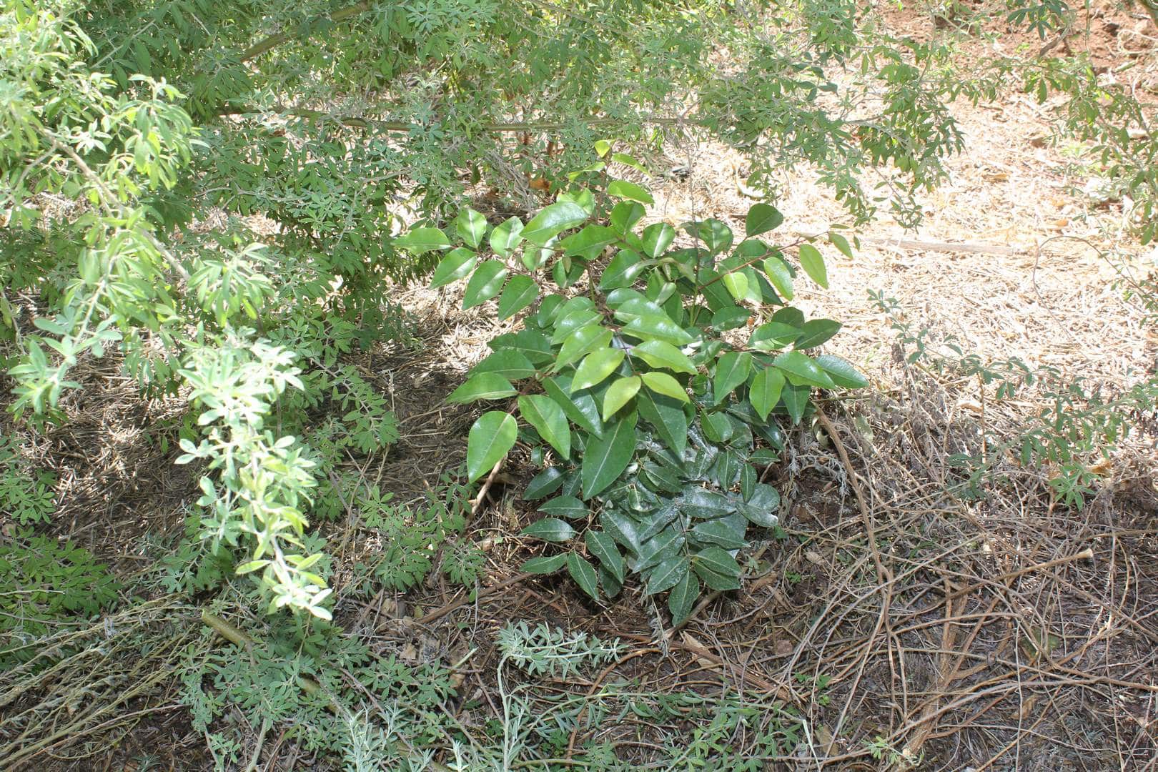 Adelaide Permaculture - Learn More About LivingFoodscapes™