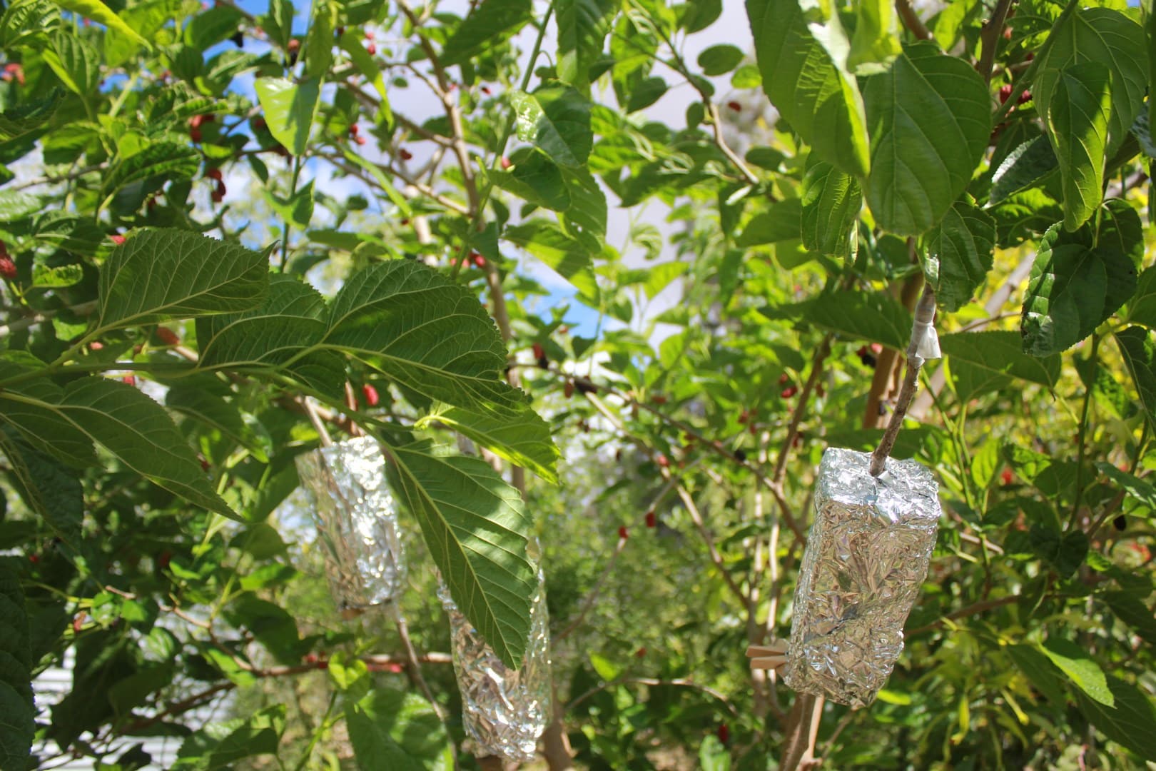 Adelaide Permaculture - Learn More About LivingFoodscapes™