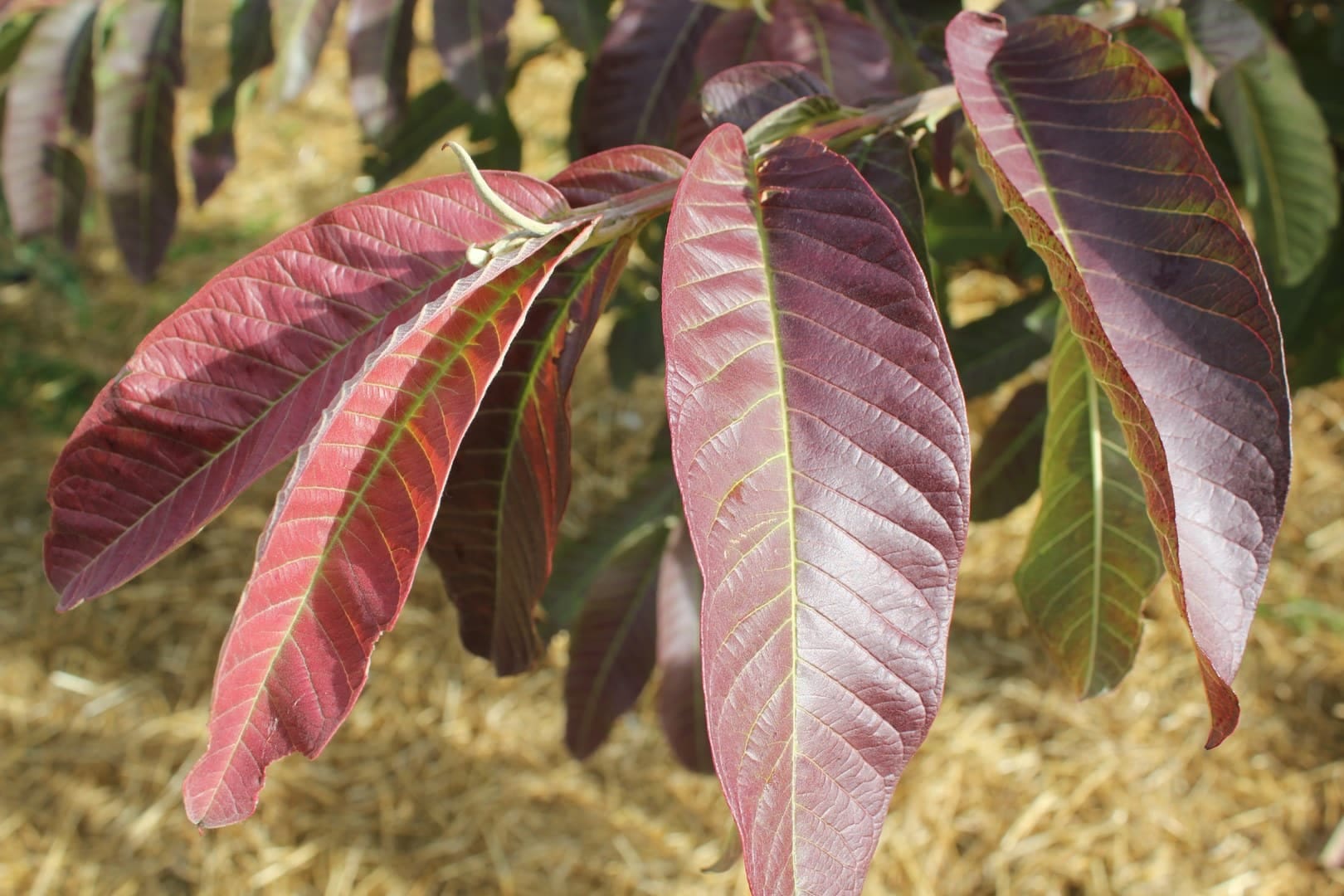 Adelaide Permaculture - Learn More About LivingFoodscapes™