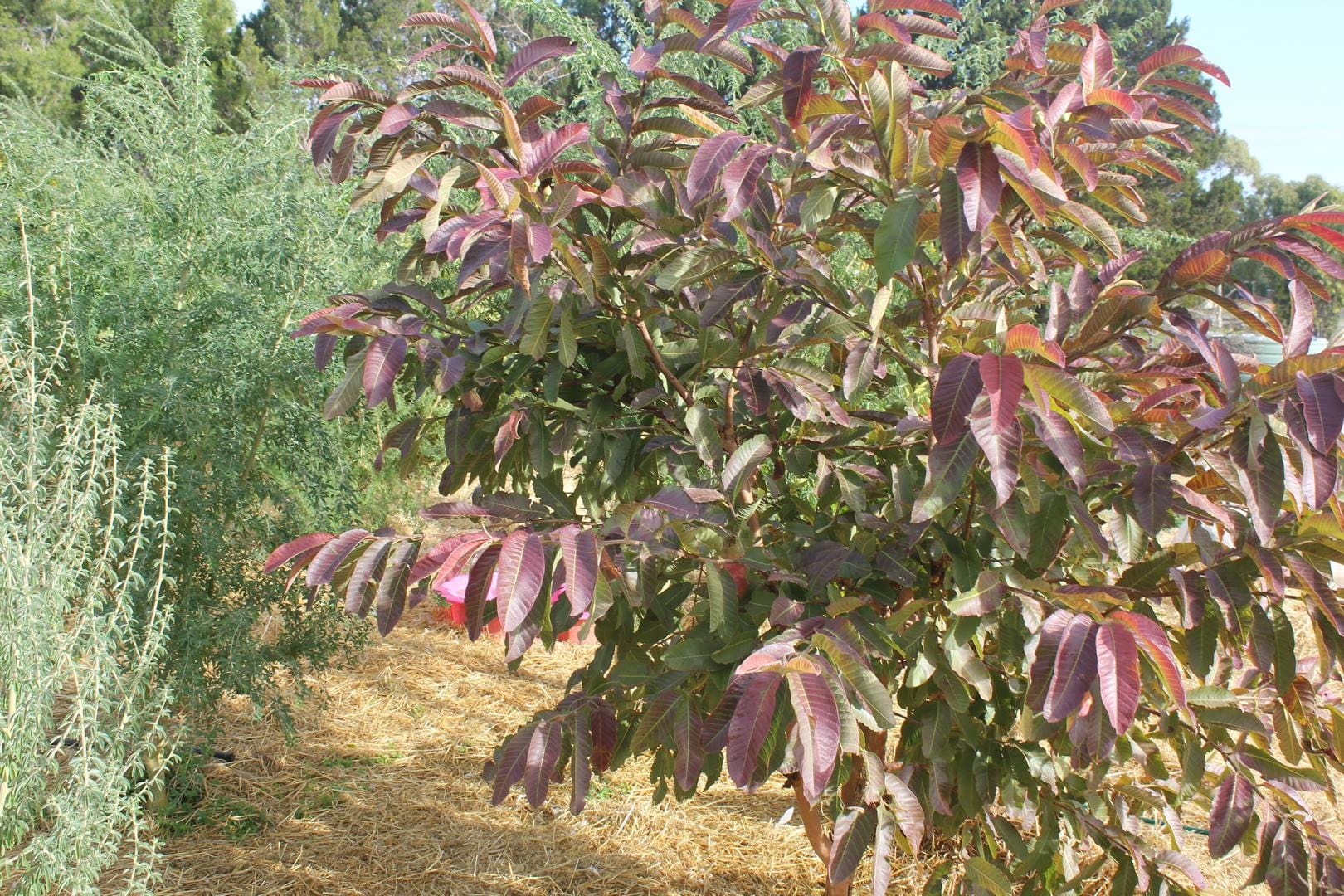 Adelaide Permaculture - Learn More About LivingFoodscapes™