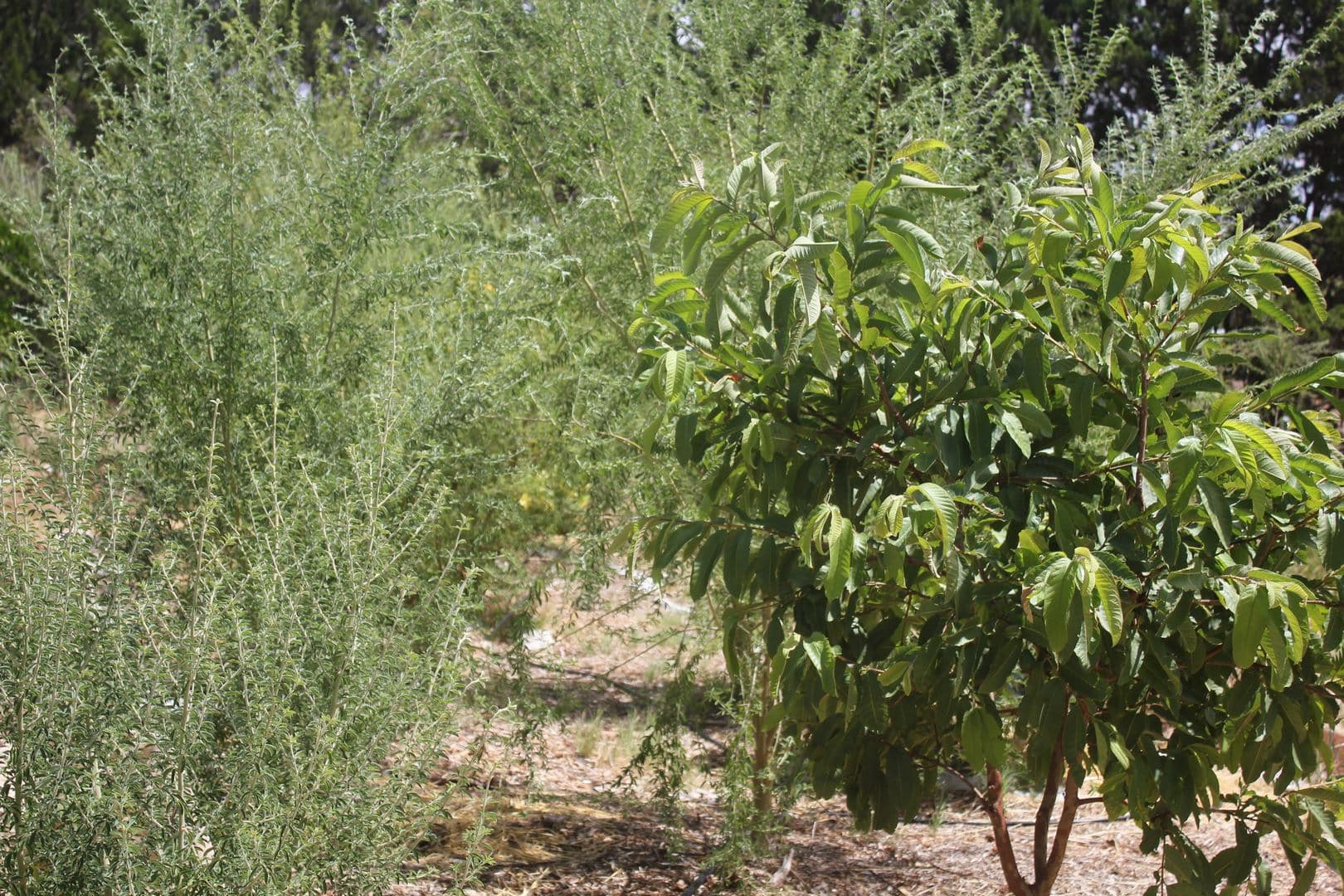 Adelaide Permaculture - Learn More About LivingFoodscapes™