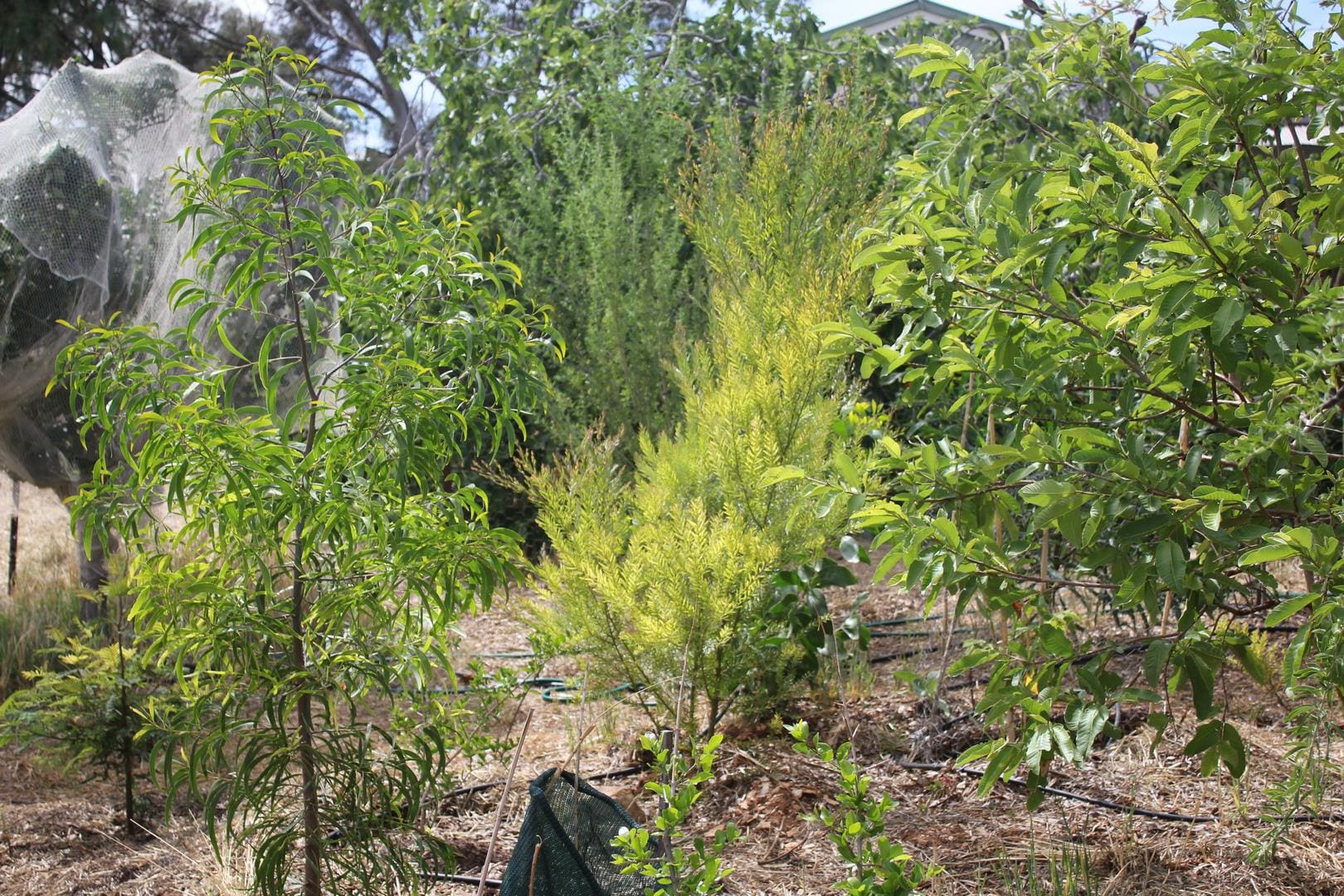 Adelaide Permaculture - Learn More About LivingFoodscapes™